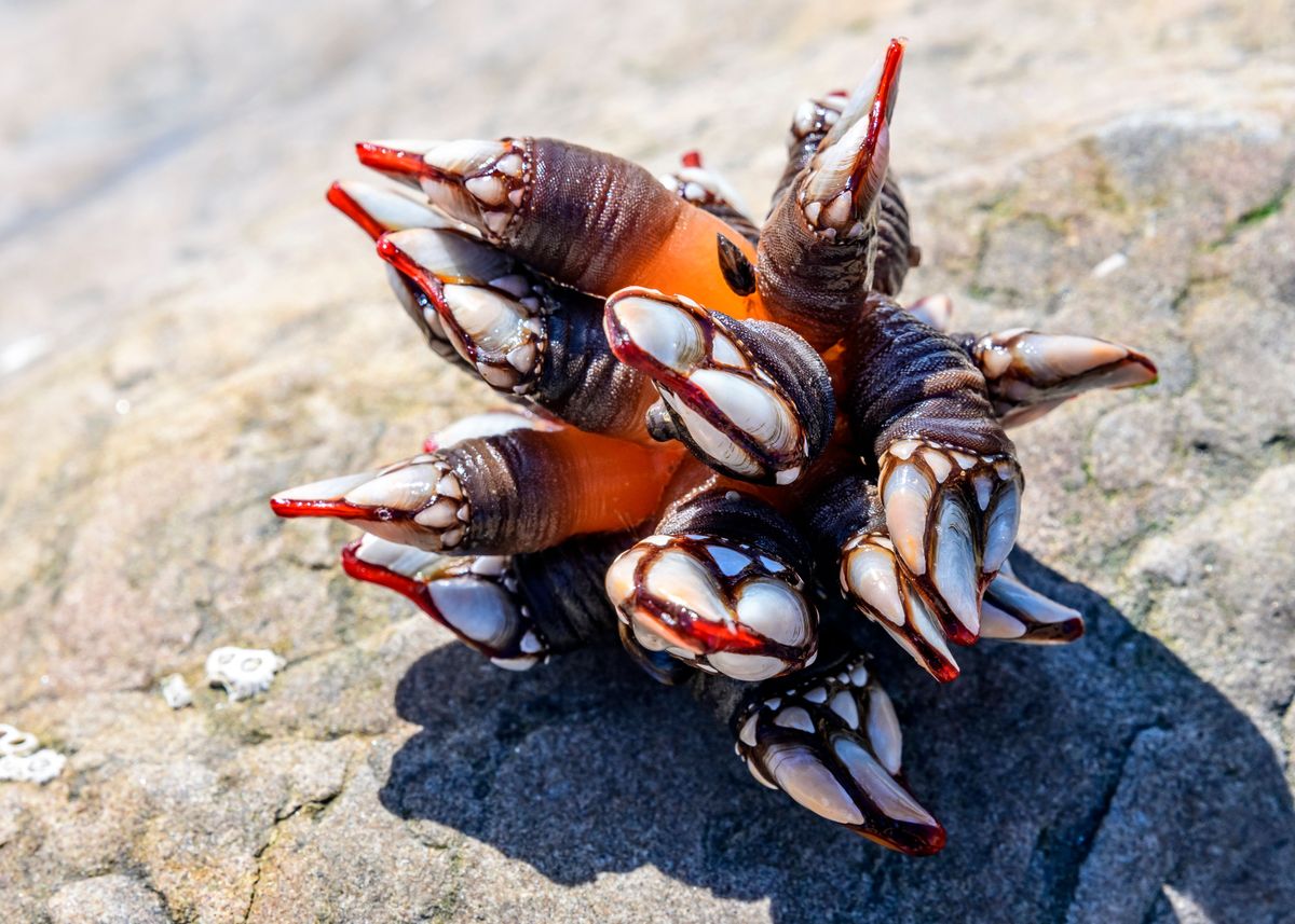 'Pretty Mollusc' Poster by Svetlana Sewell | Displate