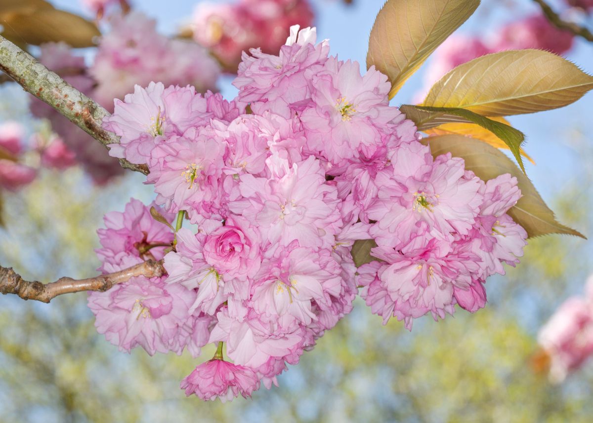 'Pink Spring Blossoms' Poster, picture, metal print, paint by David ...