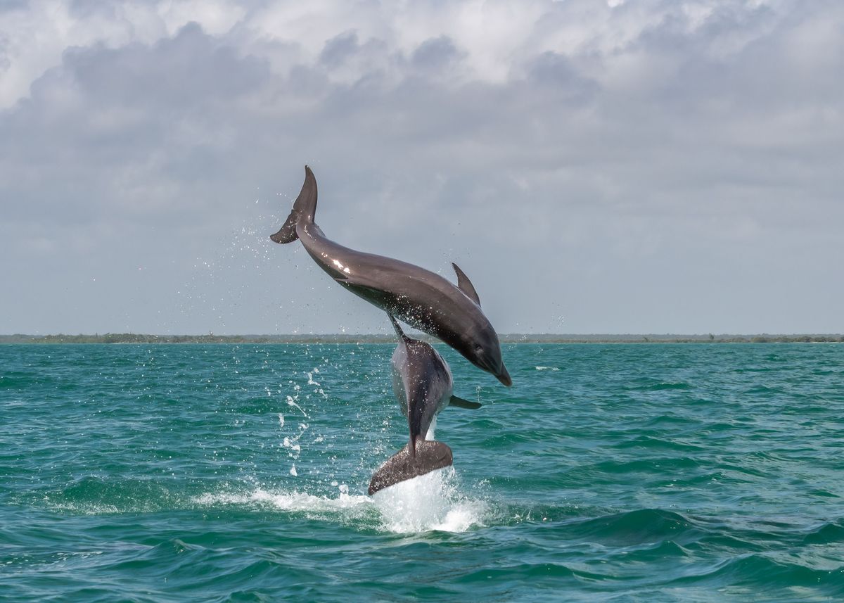 'Wildlife Jumping Dolphins' Poster, picture, metal print, paint by ...