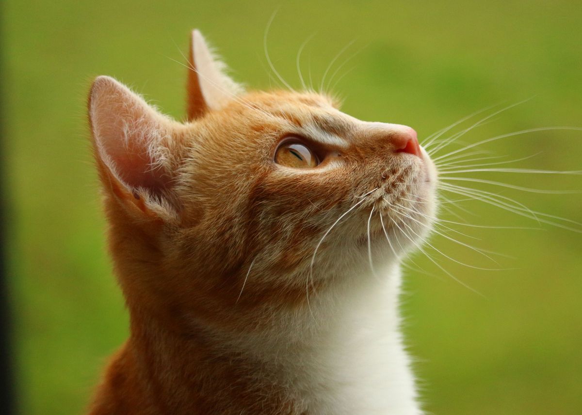 'Orange Cat' Poster by KrispyArt | Displate