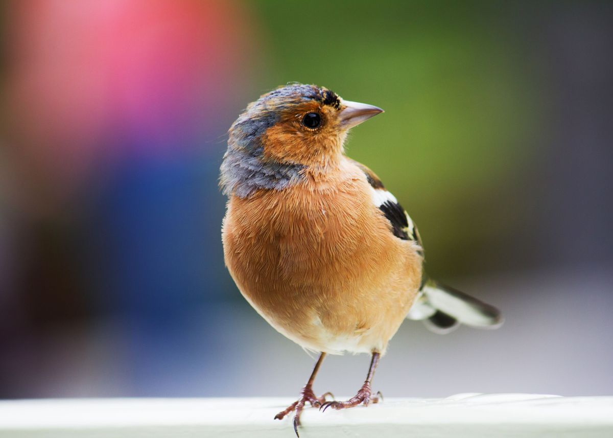 'Curious Chaffinch' Poster, picture, metal print, paint by Tim | Displate