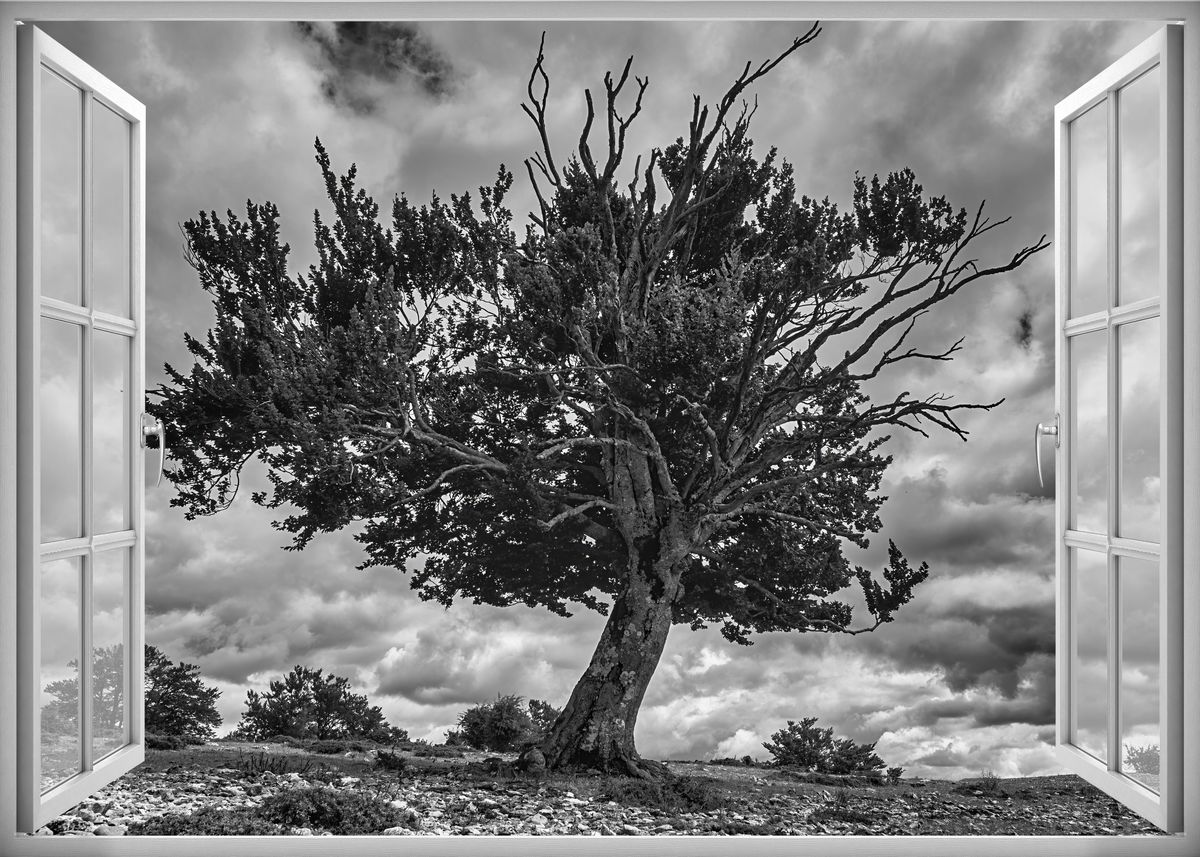 'Window view deat tree' Poster, picture, metal print, paint by Vicen ...