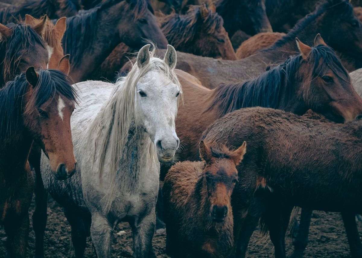 'leader horse' Poster by Travel Travel | Displate