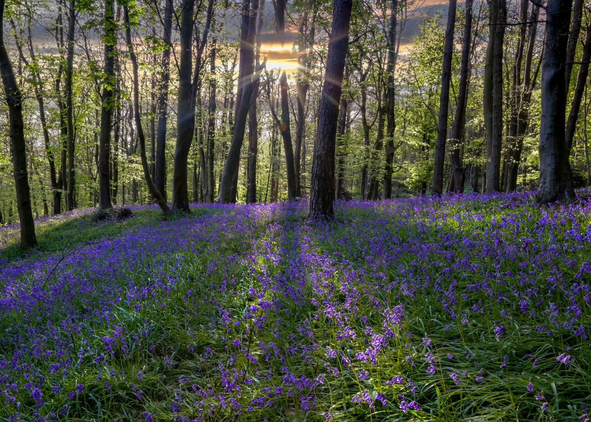 'Bluebell sunset' Poster, picture, metal print, paint by Leighton ...