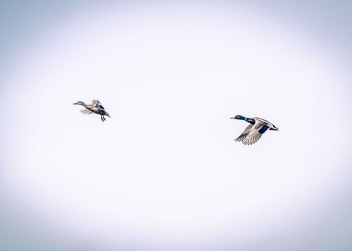 'Duck chase' Poster, picture, metal print, paint by Serge Marzolo ...