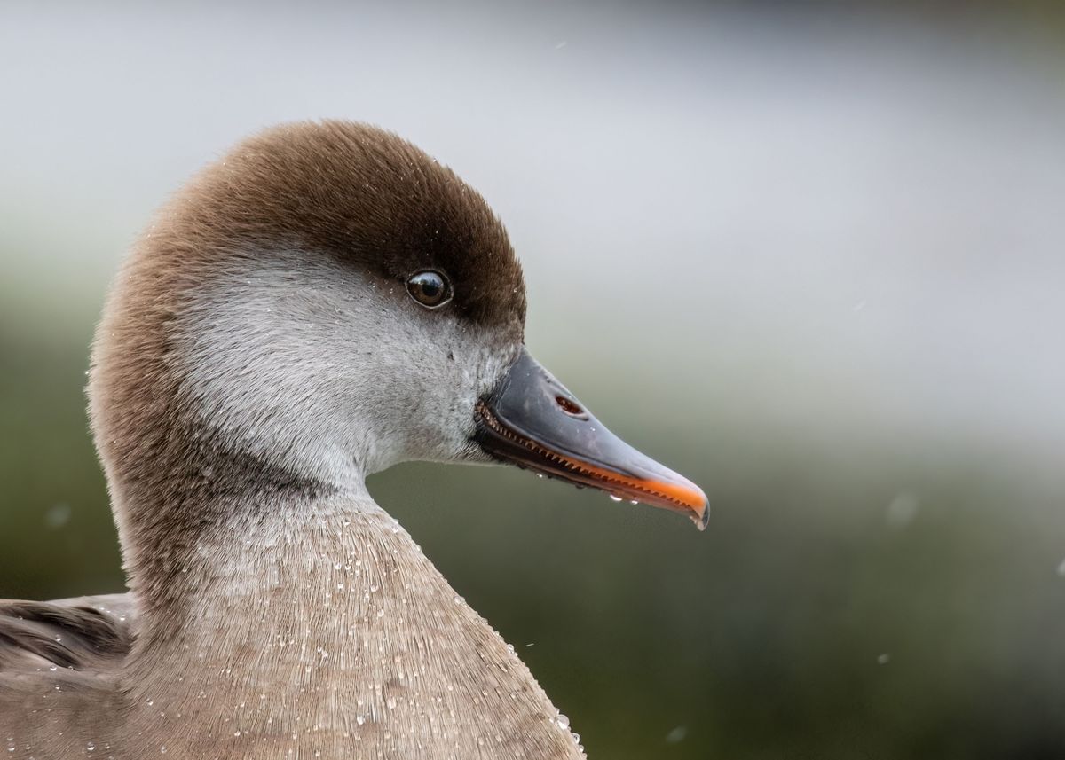 'Lady Duck' Poster, picture, metal print, paint by Malou Quirin | Displate