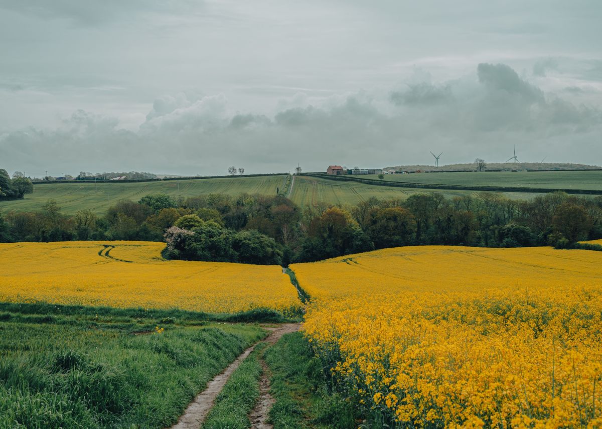 'Golden Fields in Spring' Poster by Nathan Taylor | Displate