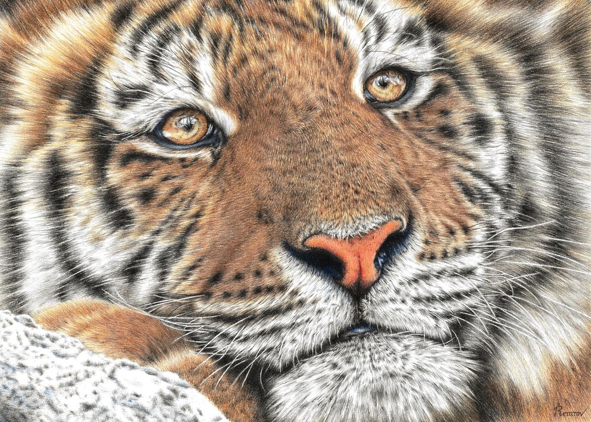 'Chillin Tiger' Poster, picture, metal print, paint by Casey Remrov ...