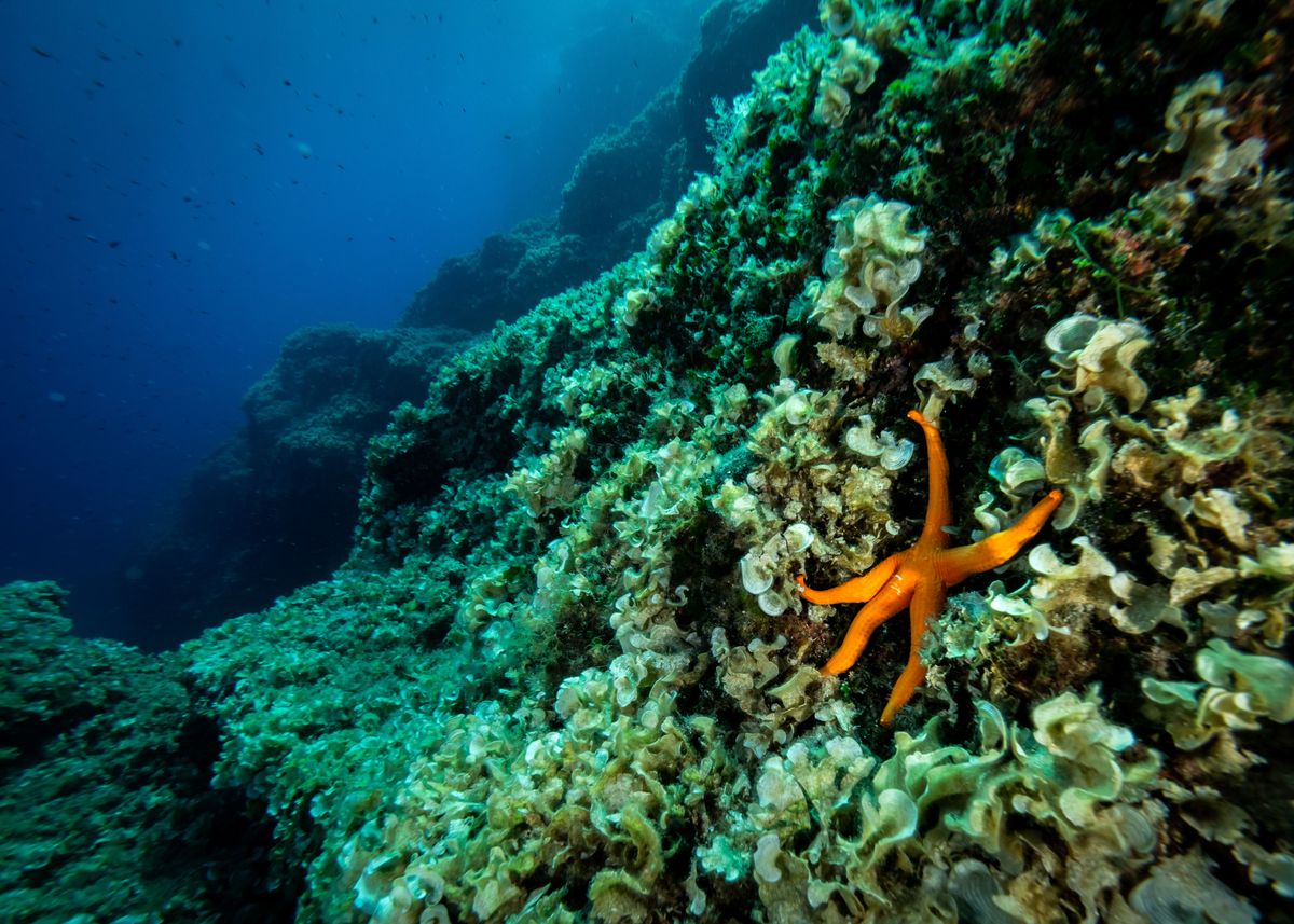 'Her Majesty A Starfish' Poster by Beata Tabak | Displate