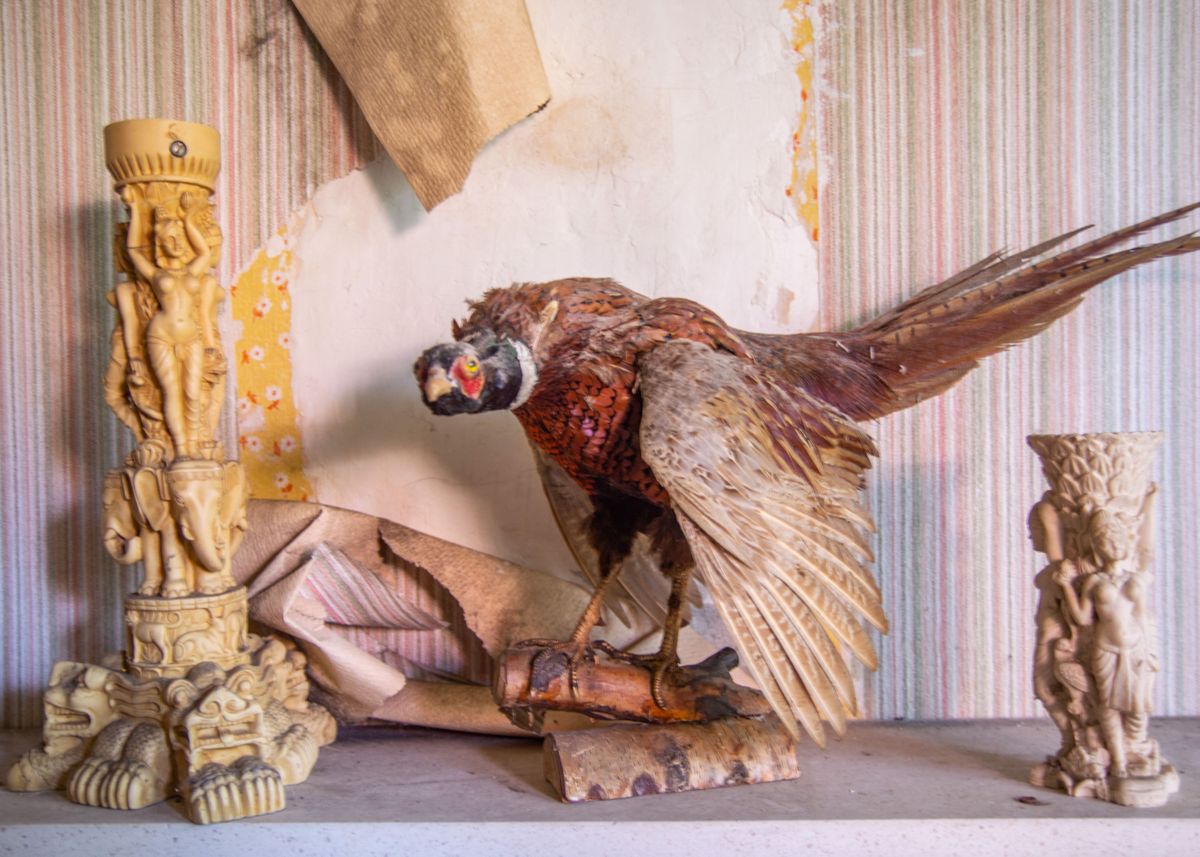 'Pheasant and ivory' Poster by Nicolas Pardoel | Displate