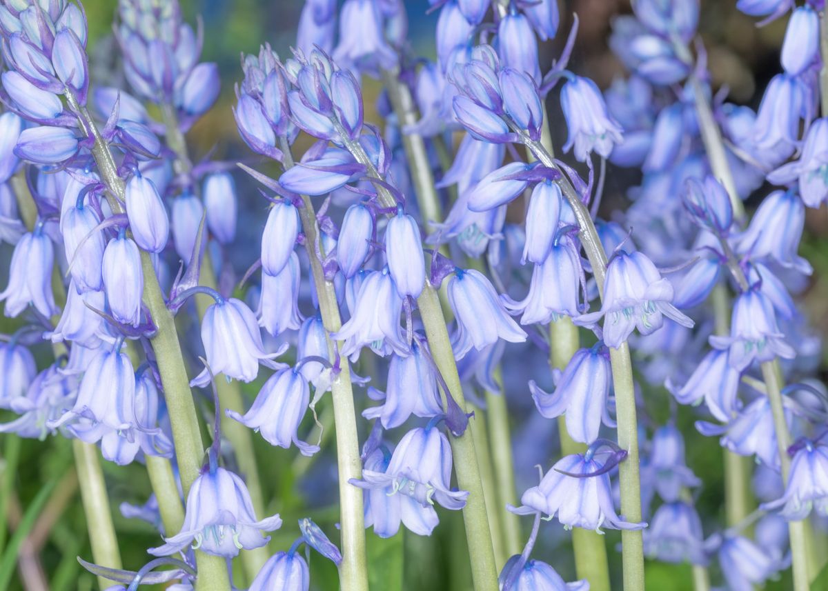 'Spring Bluebells' Poster, picture, metal print, paint by David Hare ...