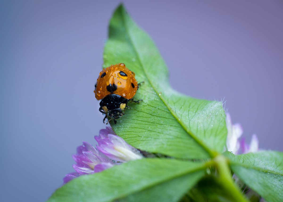'Lady Bug' Poster, picture, metal print, paint by Alex Butler | Displate