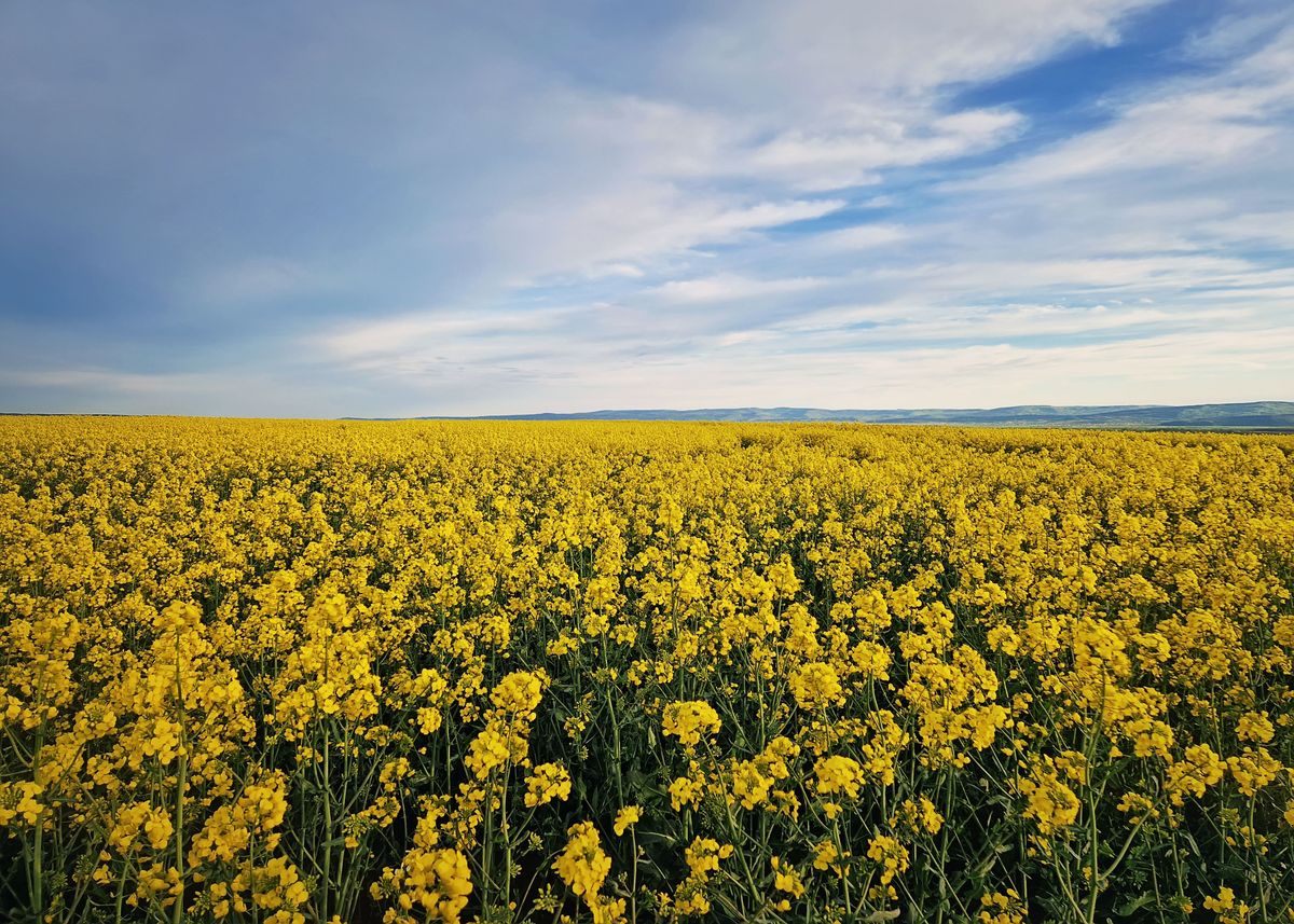 'Rapeseed field' Poster, picture, metal print, paint by PsychoShadow ...