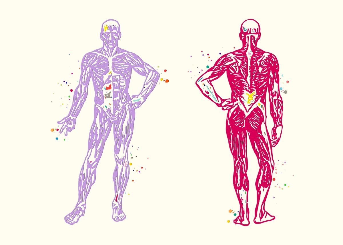 'Muscular System' Poster, picture, metal print, paint by Dutton Jerrell | Displate