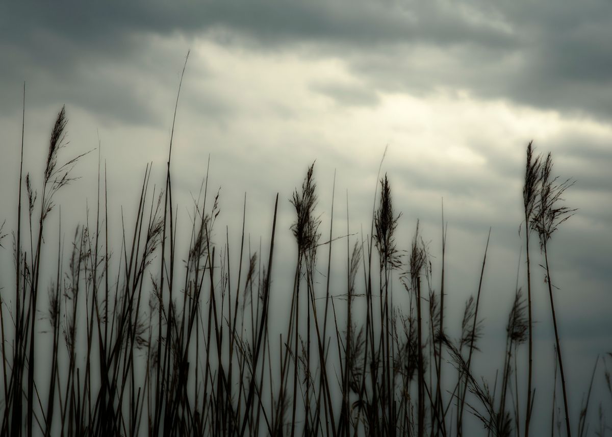 'Silhouette of reed' Poster, picture, metal print, paint by Anki ...