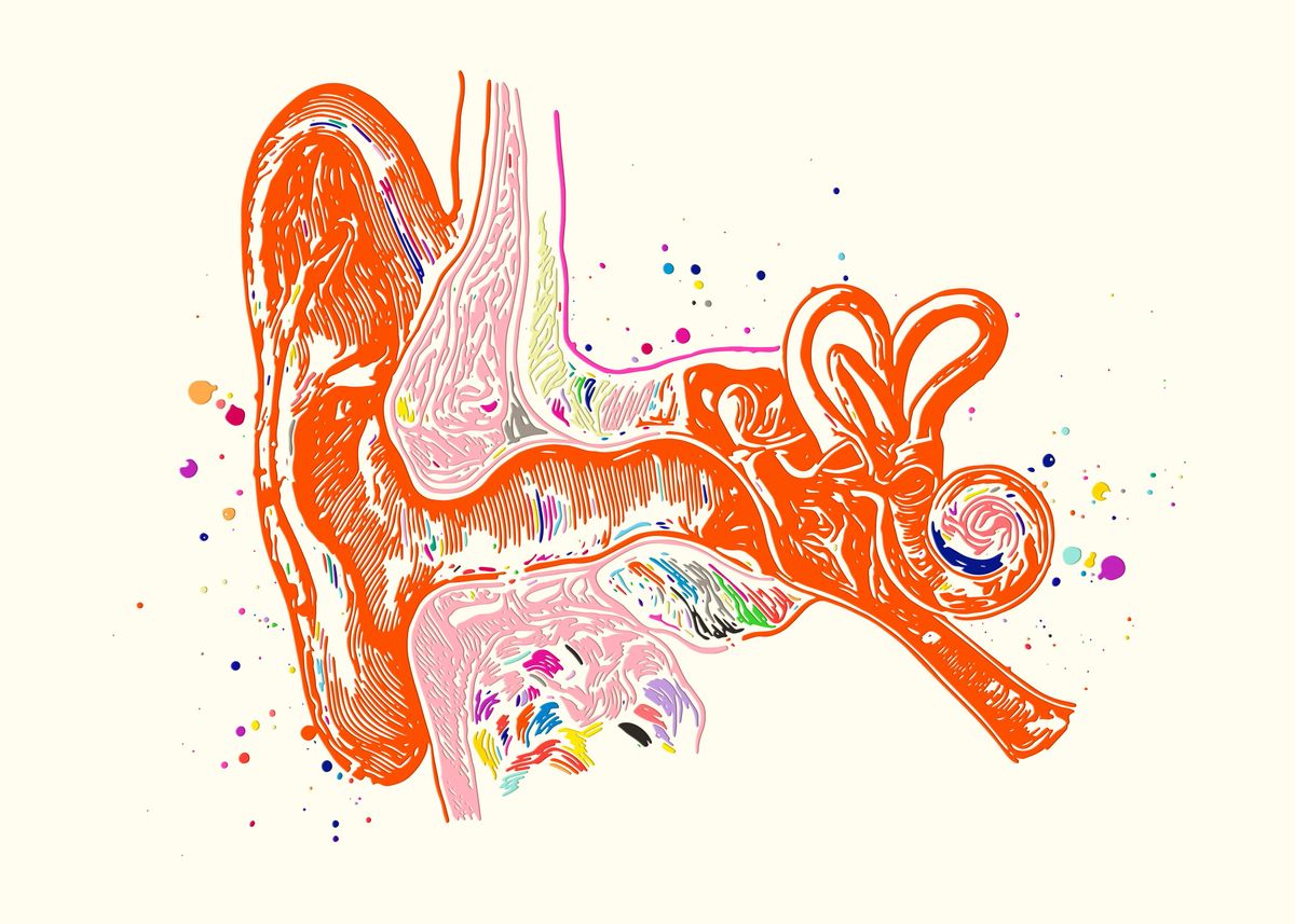 'Ear Anatomy' Poster, picture, metal print, paint by Dutton Jerrell | Displate