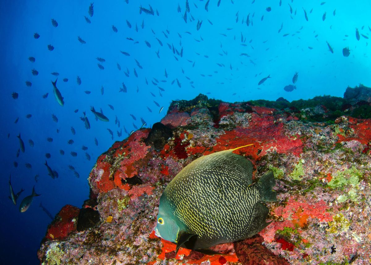 'Thorny butterfly fish' Poster, picture, metal print, paint by Travel ...