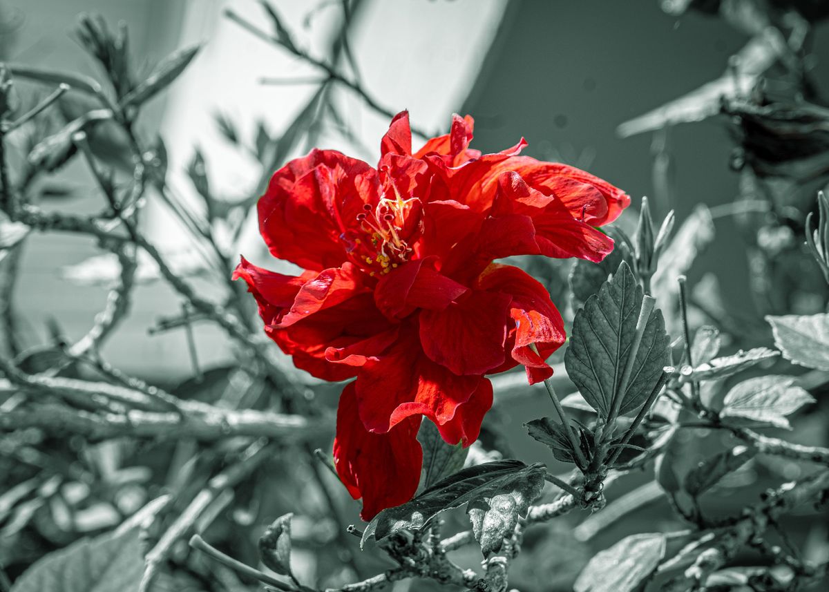 'Mono Flower' Poster, picture, metal print, paint by Van | Displate