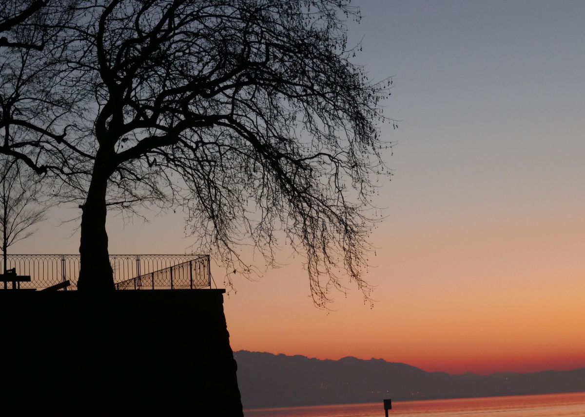 'photo sunset tree 2' Poster, picture, metal print, paint by Daniela ...