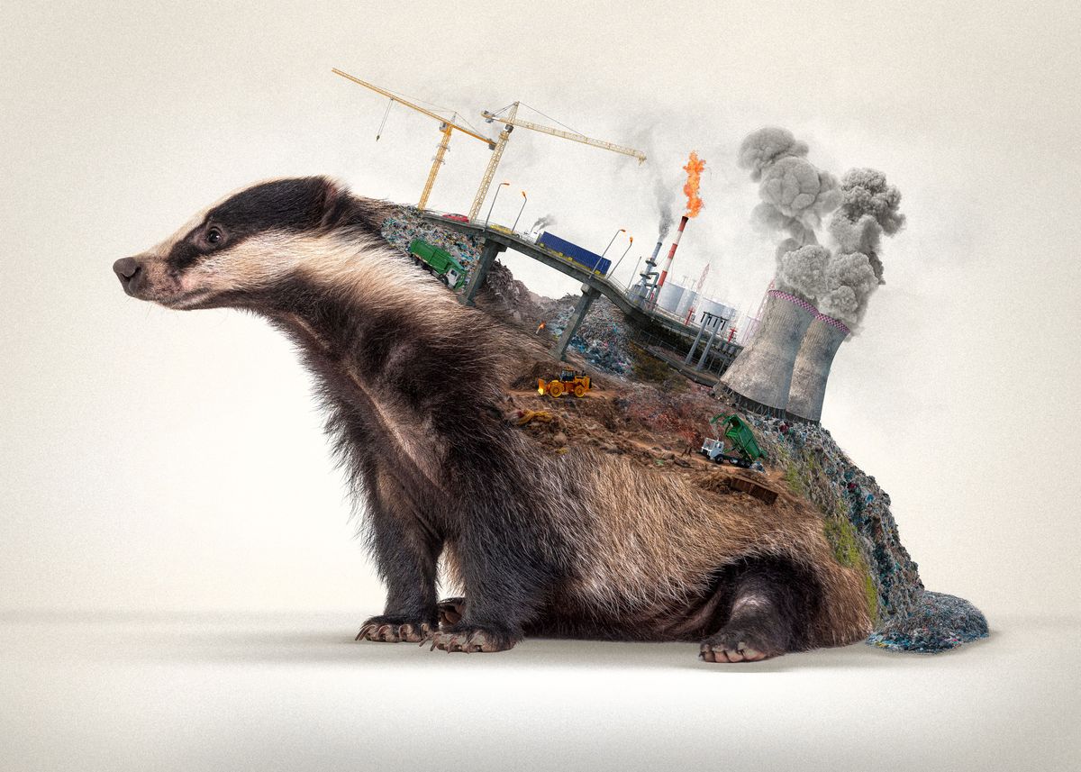'Badger Climate Change' Poster, picture, metal print, paint by Jon ...