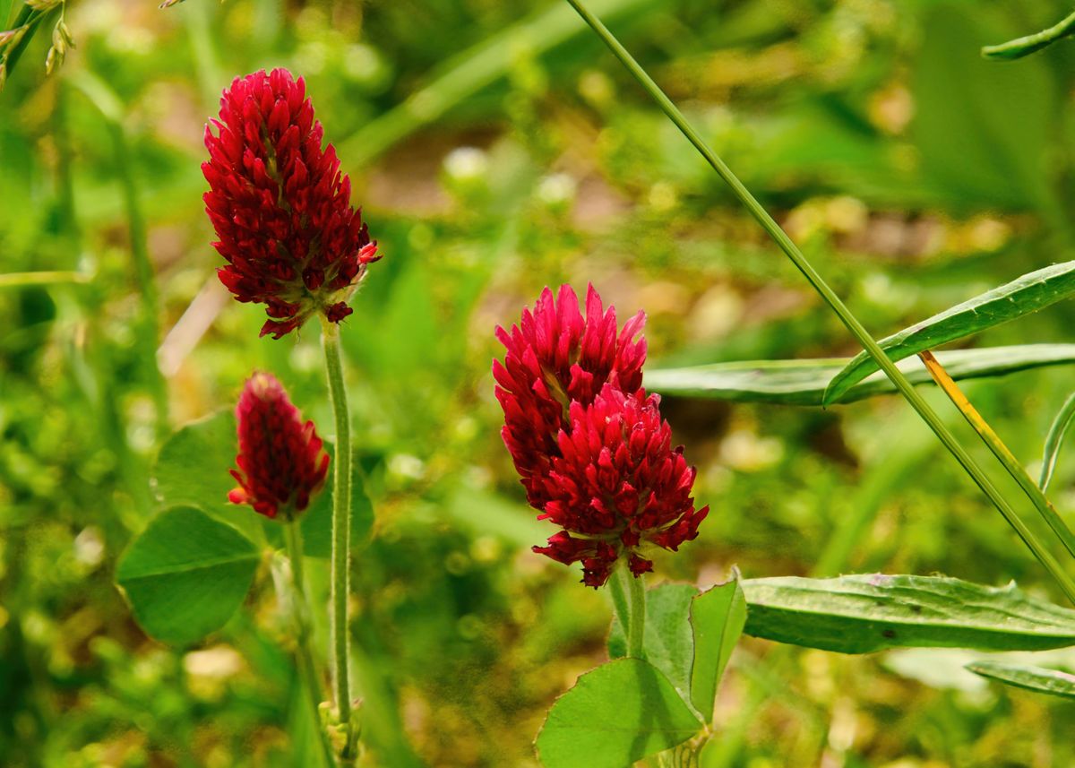 'Red Clover Flowers' Poster by Shahruk | Displate