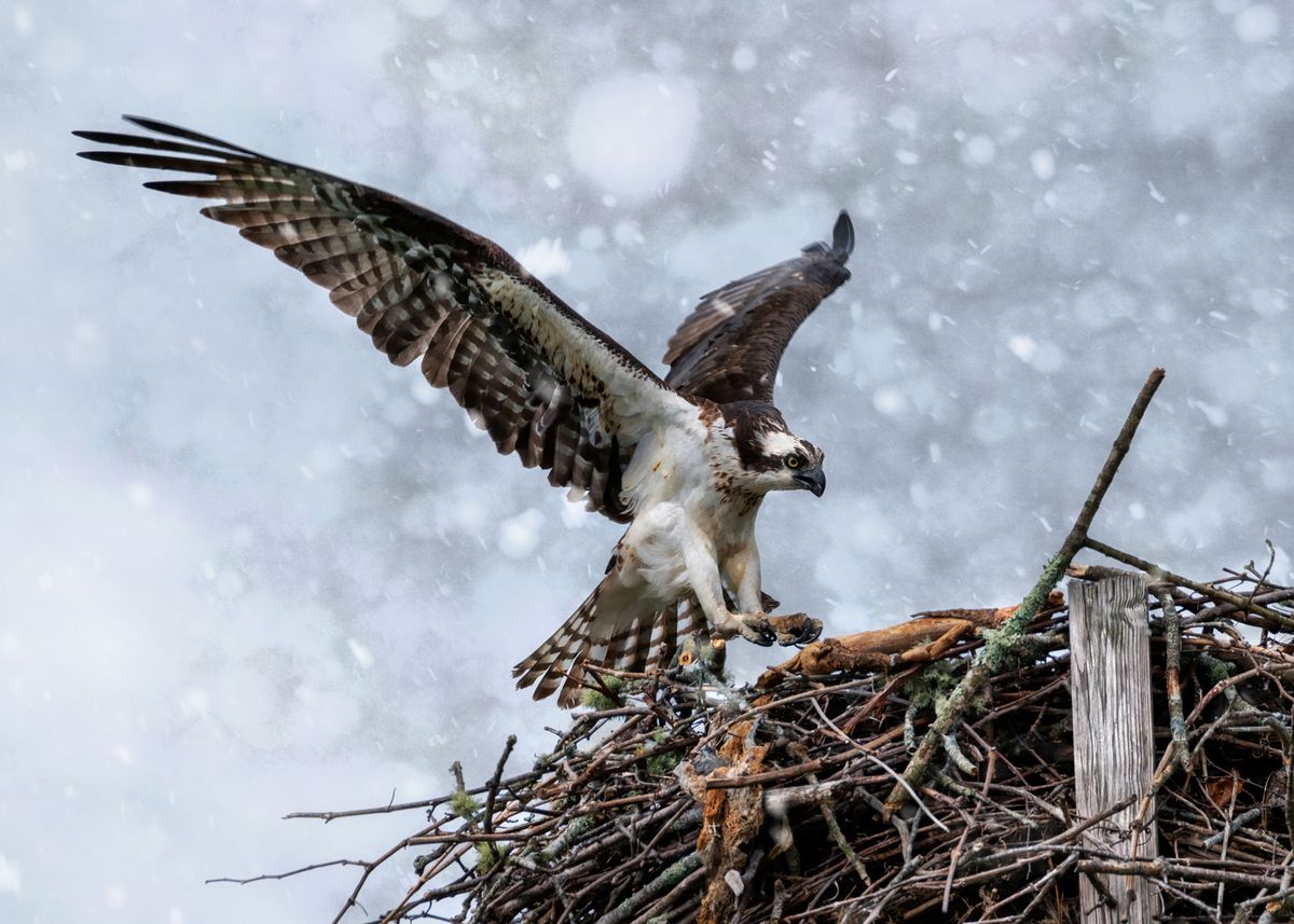 'Osprey winter storm' Poster, picture, metal print, paint by Michael ...