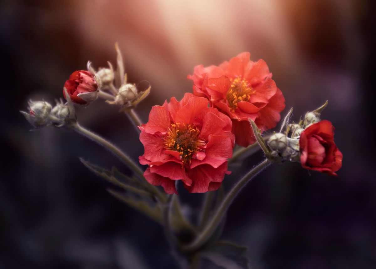 'Blooming red flowers' Poster by anettastar | Displate