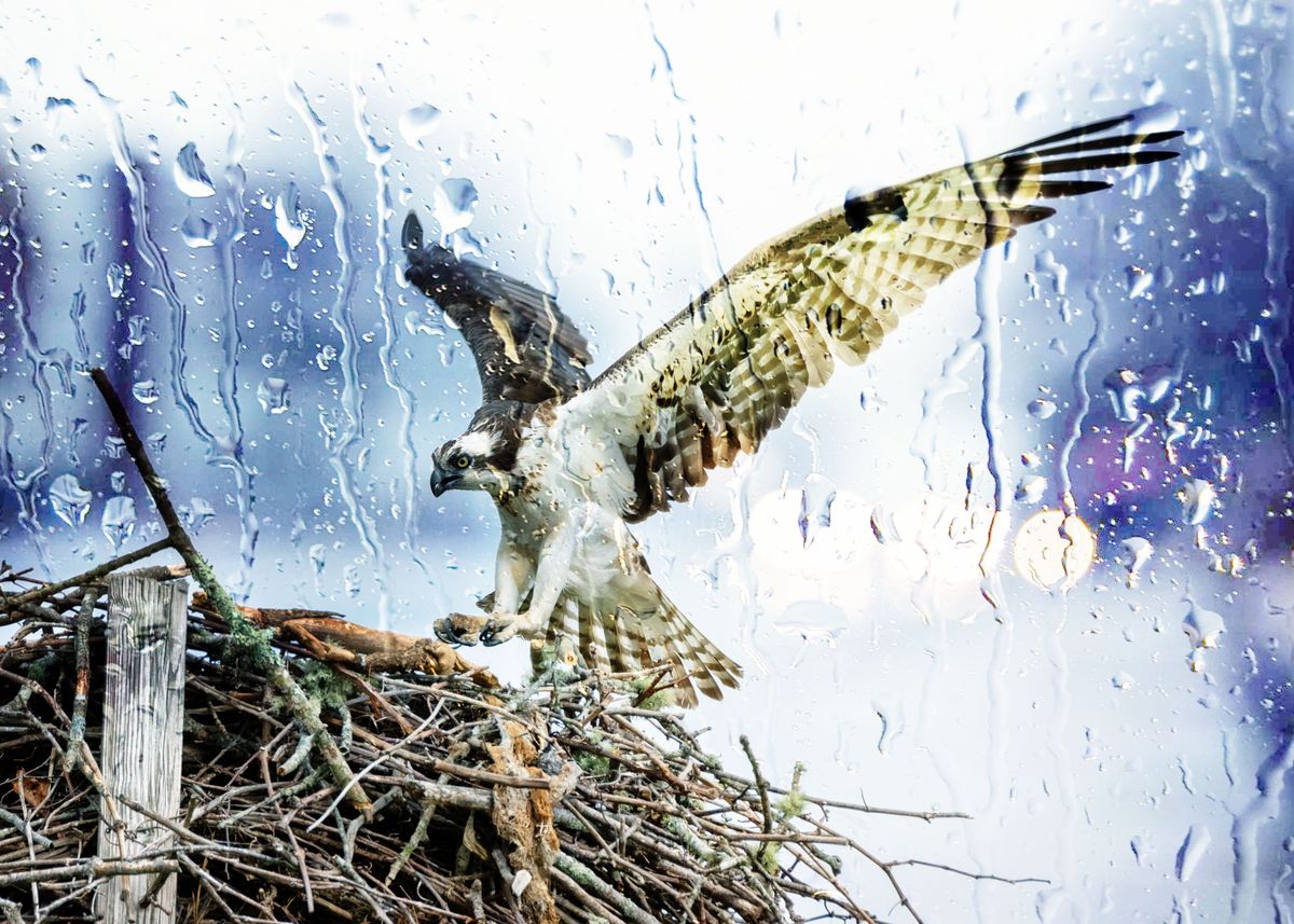 'Osprey Glass Rain' Poster by Michael Moriarty | Displate