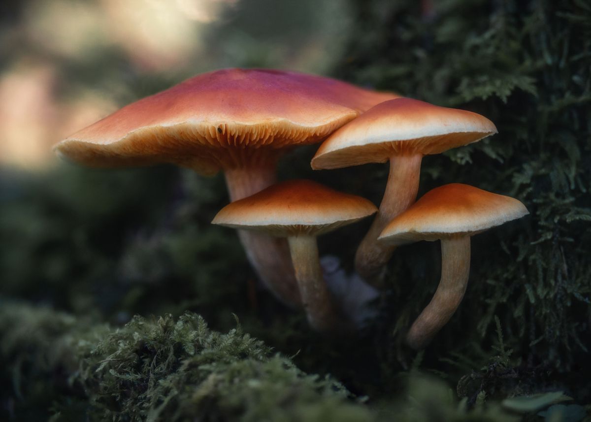'Mushroom forest macro' Poster by Tobias Kaeter | Displate