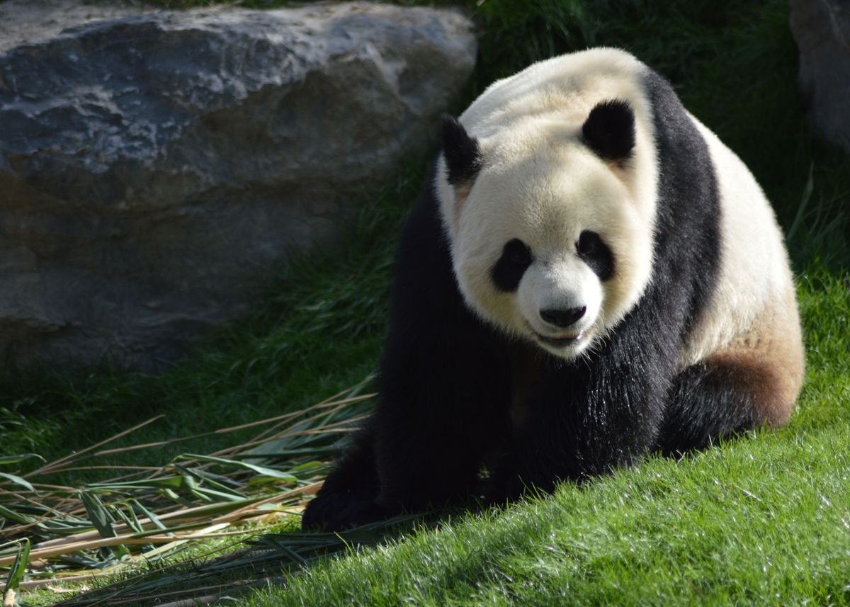 'The panda and his bamboos' Poster, picture, metal print, paint by ...