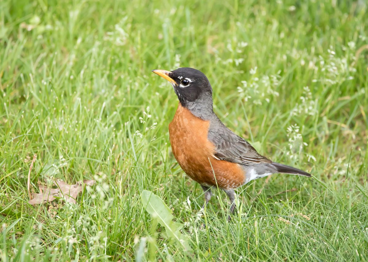 'Curious robin' Poster, picture, metal print, paint by Katie Flenker ...