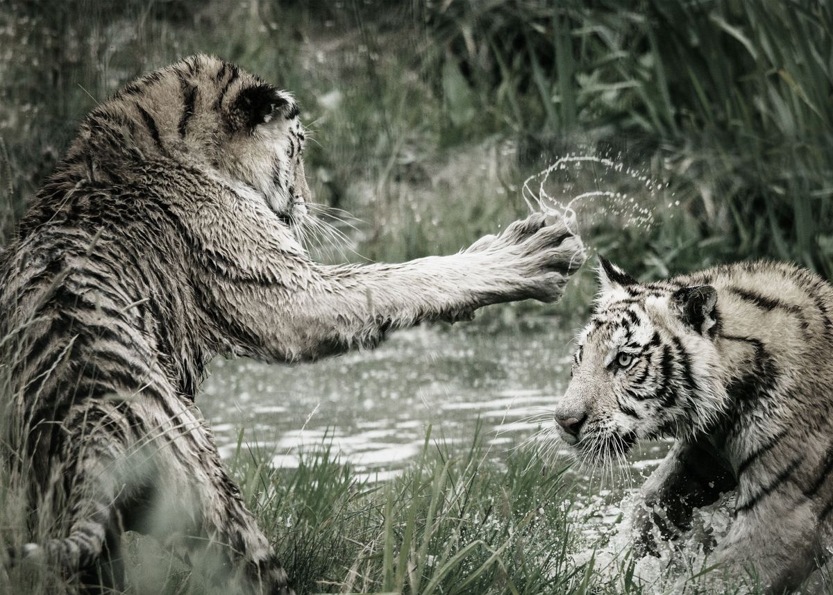 'TWO TIGER' Poster, picture, metal print, paint by LuckStory | Displate