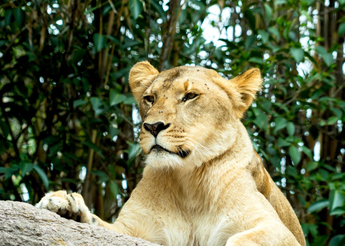 'Lioness' Poster, picture, metal print, paint by César Cortés | Displate