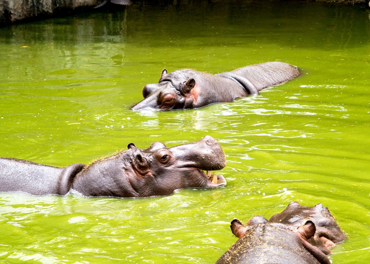 'Happy hippos' Poster by César Cortés | Displate
