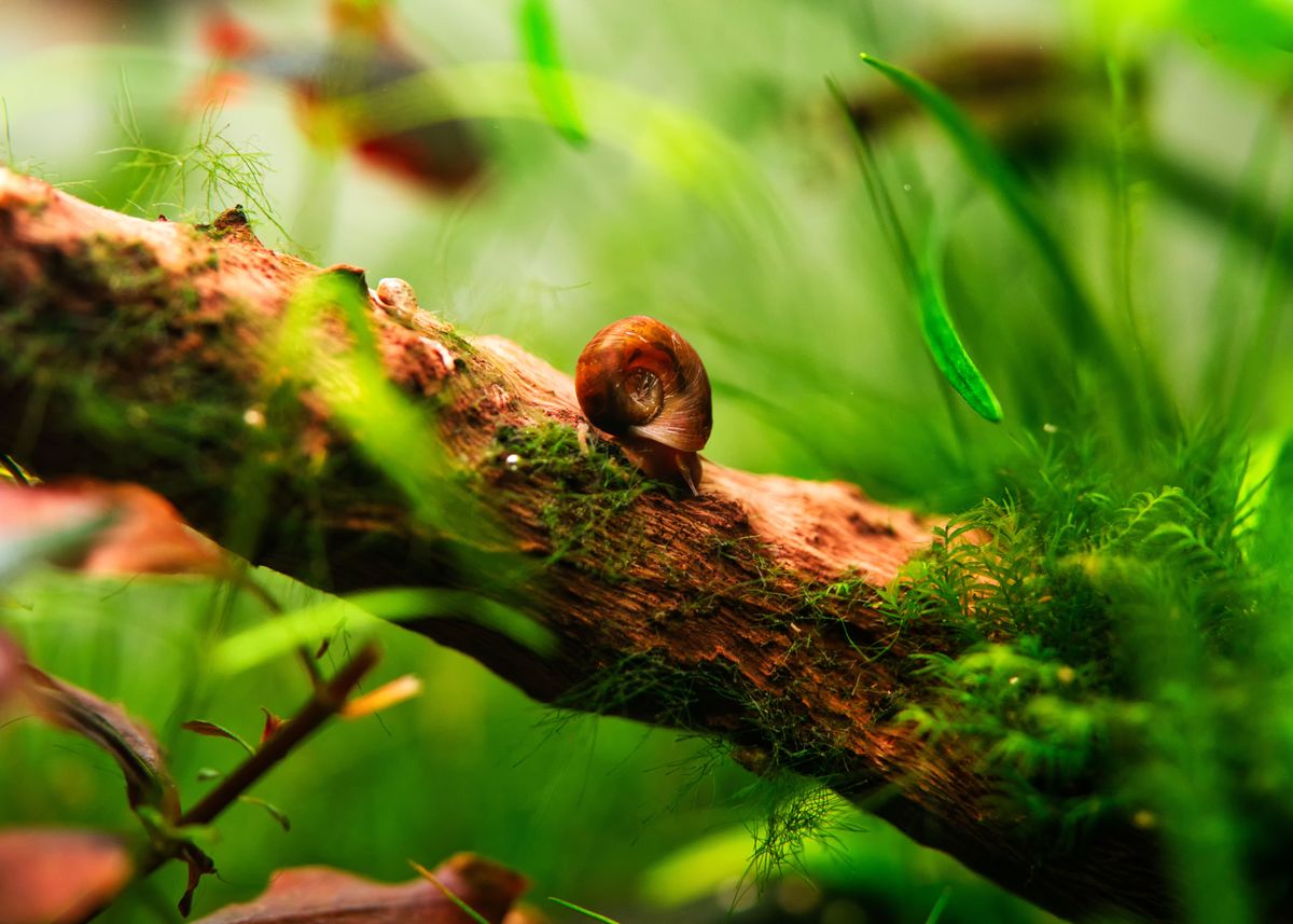 'Planorbarius avatar snail' Poster, picture, metal print, paint by ...