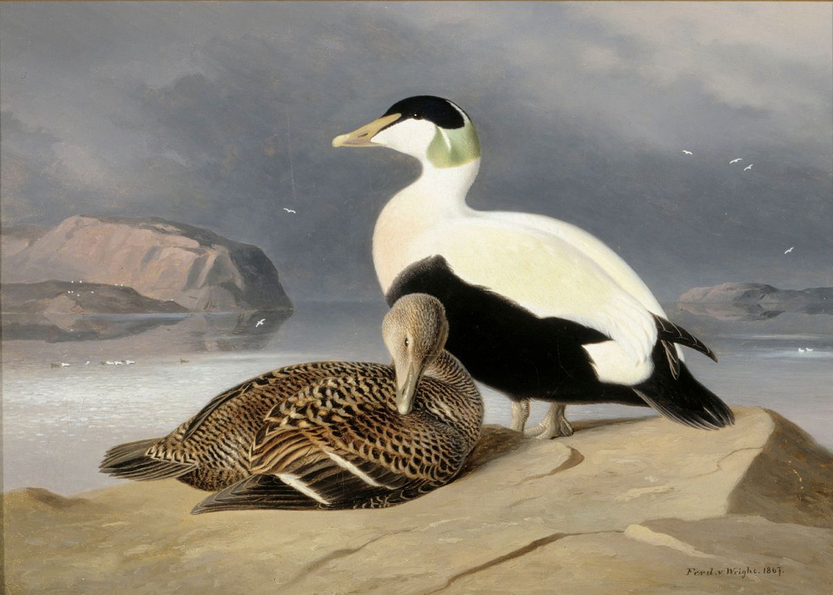 'Two eiders 1867 ' Poster, picture, metal print, paint by Sloka | Displate