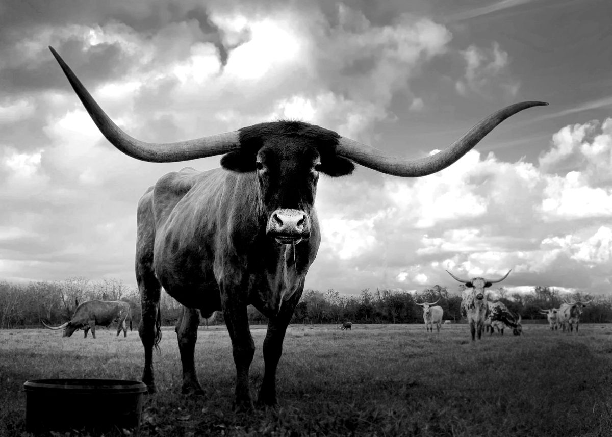 'Texas Longhorn' Poster, picture, metal print, paint by Purple Haze ...