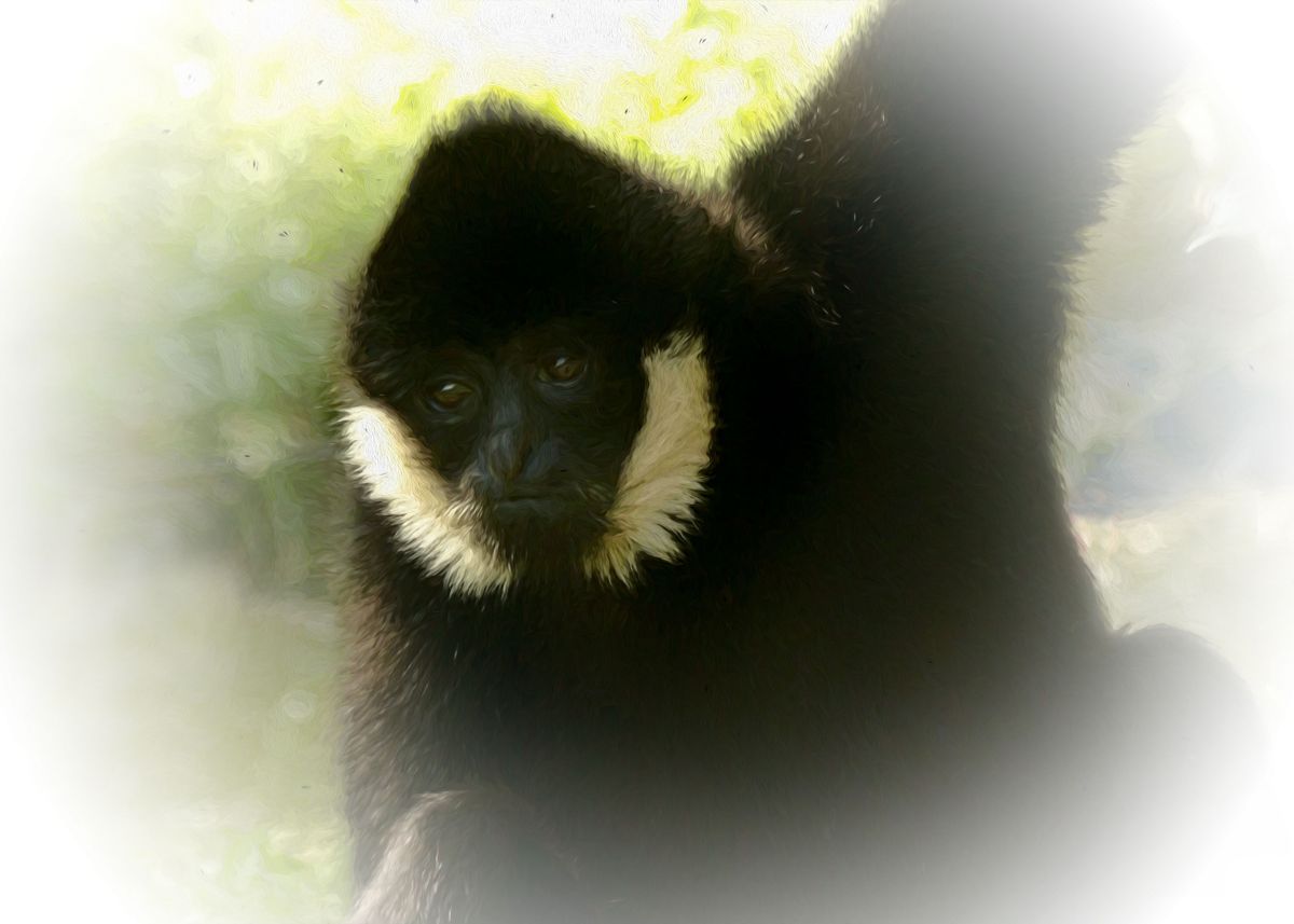 'Black crested gibbon' Poster, picture, metal print, paint by Gyula ...