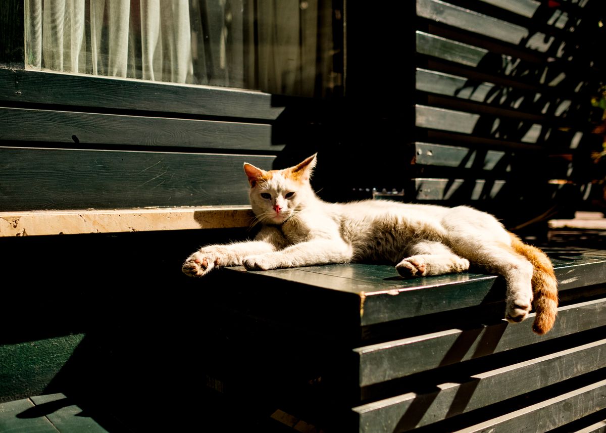 'Cat Relaxing in the Sun' Poster, picture, metal print, paint by Farzad ...