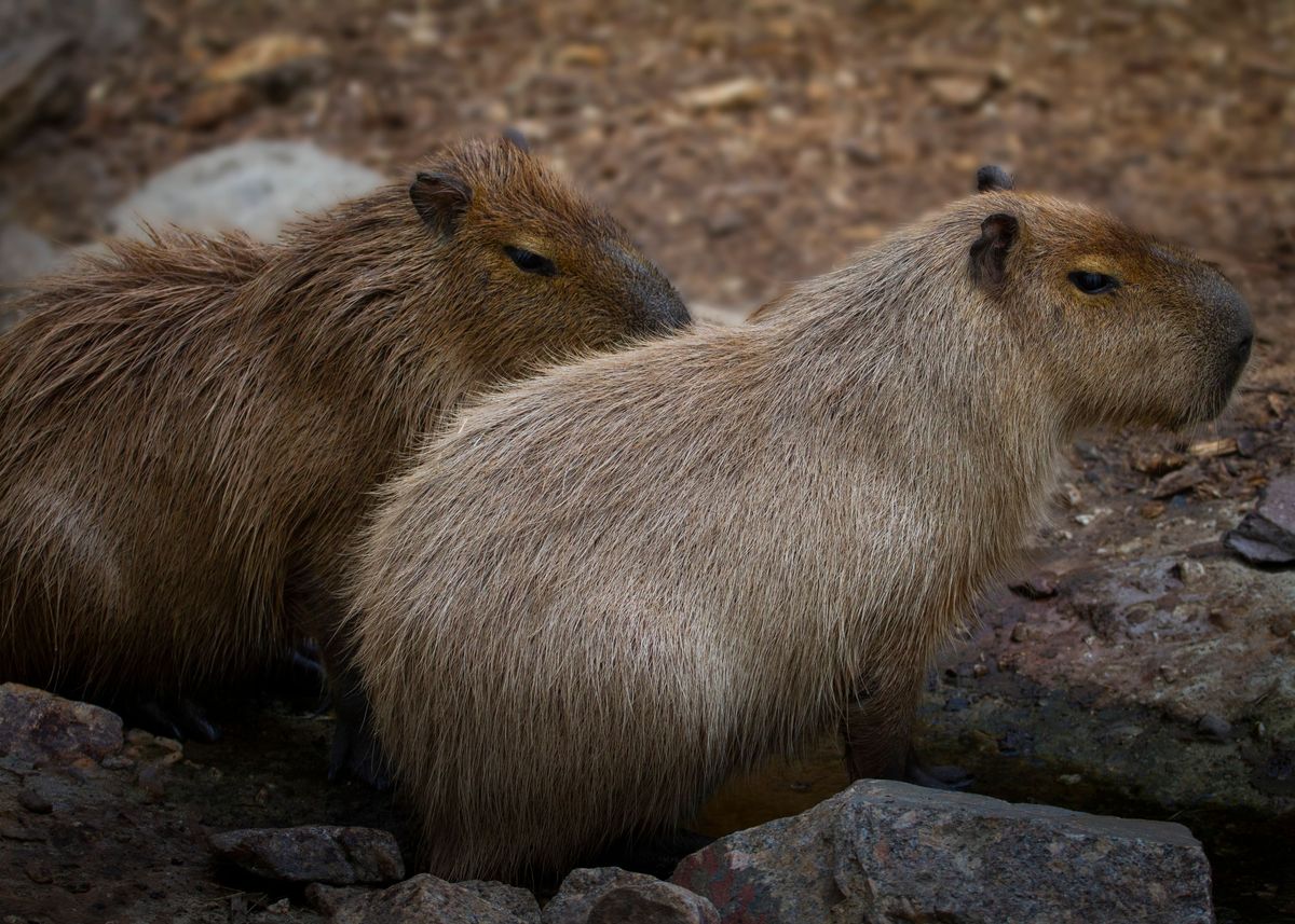 'Capybara portrait 3' Poster, picture, metal print, paint by Suzanne de ...