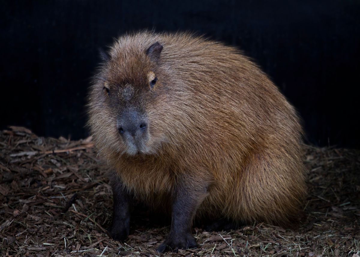 'Capybara portrait 2' Poster, picture, metal print, paint by Suzanne de ...