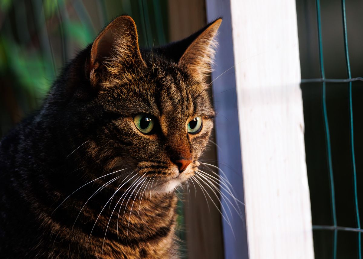 'A serious cat' Poster, picture, metal print, paint by croV1k1ng | Displate