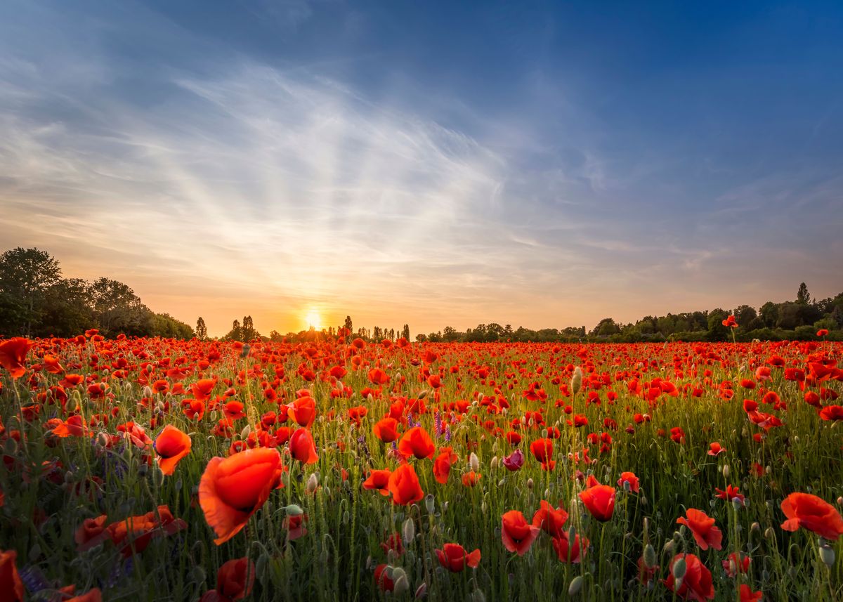 'Evening in a poppy field' Poster, picture, metal print, paint by ...