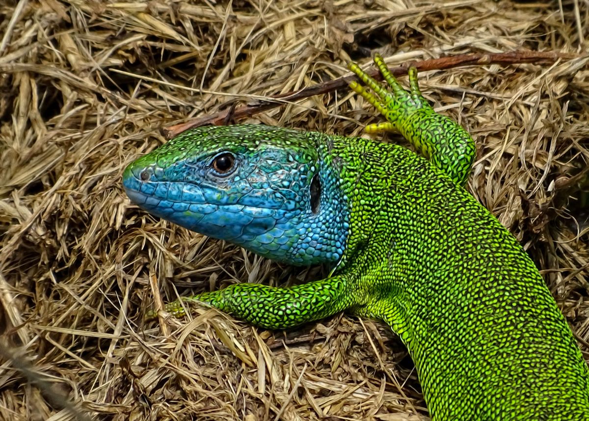 'Green lizard' Poster, picture, metal print, paint by Gyula Gvardián ...