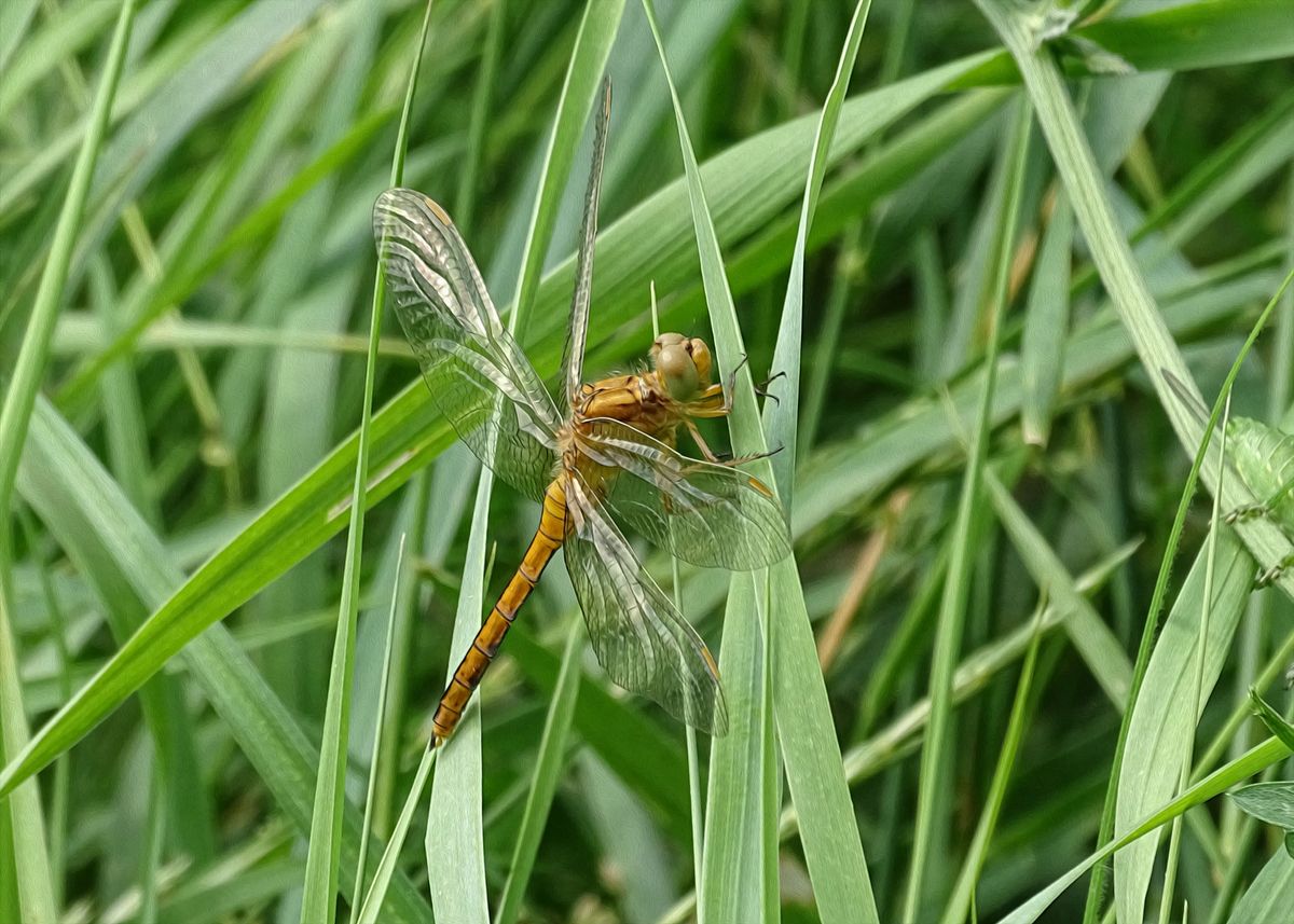 'Dragonfly' Poster, picture, metal print, paint by Gyula Gvardián | Displate