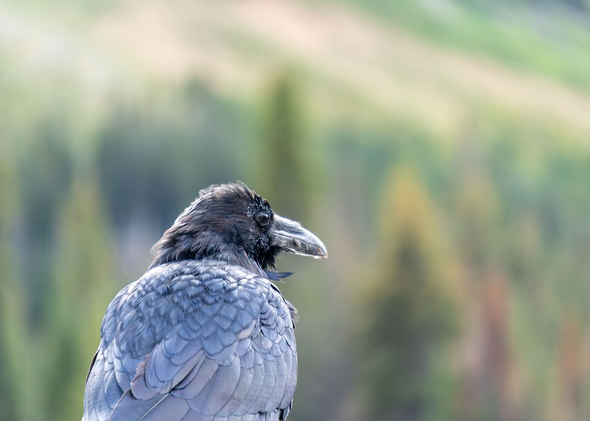 'Crow on Lookout' Poster, picture, metal print, paint by Quentin ...