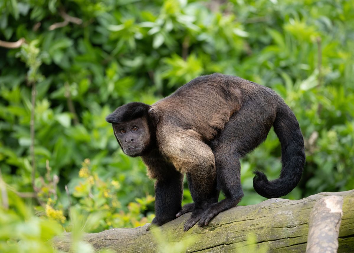 'Brown Capuchin Monkey' Poster, picture, metal print, paint by ...