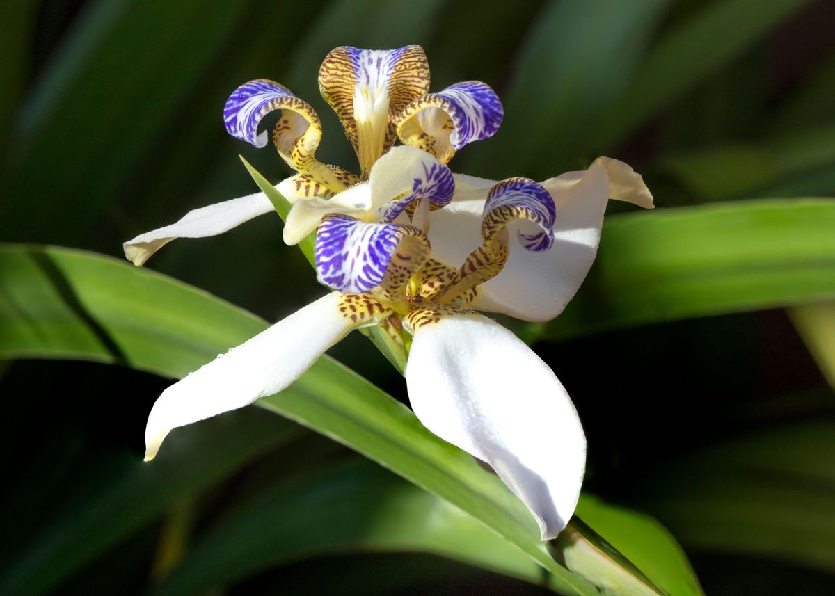 'Apostles Iris Trimezia' Poster, picture, metal print, paint by ...