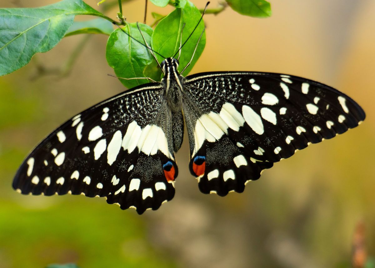 'Black butterfly' Poster, picture, metal print, paint by Colorize ...
