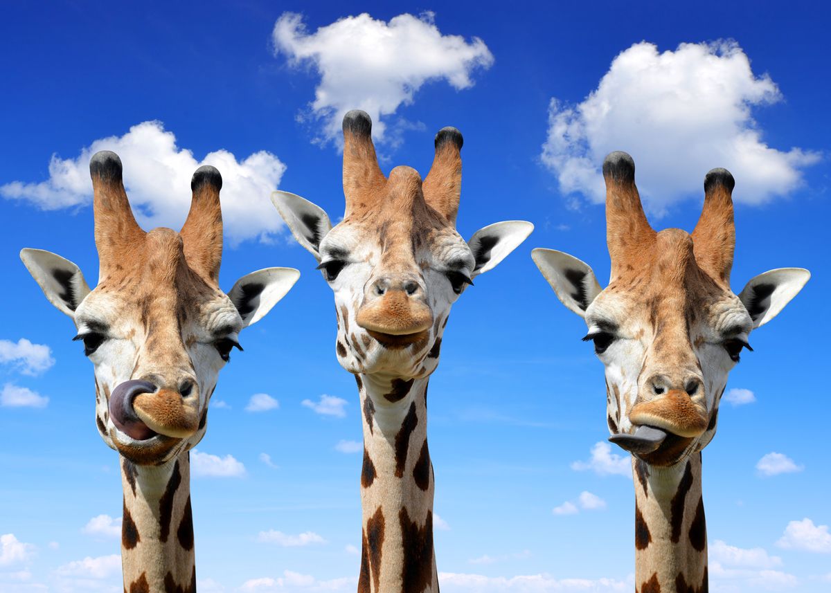 'Three Giraffes' Poster, picture, metal print, paint by ArtWorld ...